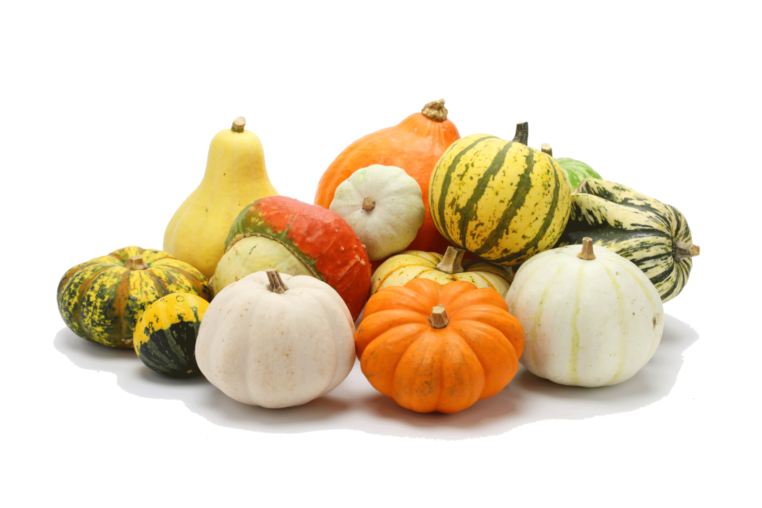 Planting and Caring for Squash Varieties - HOPE Gardens